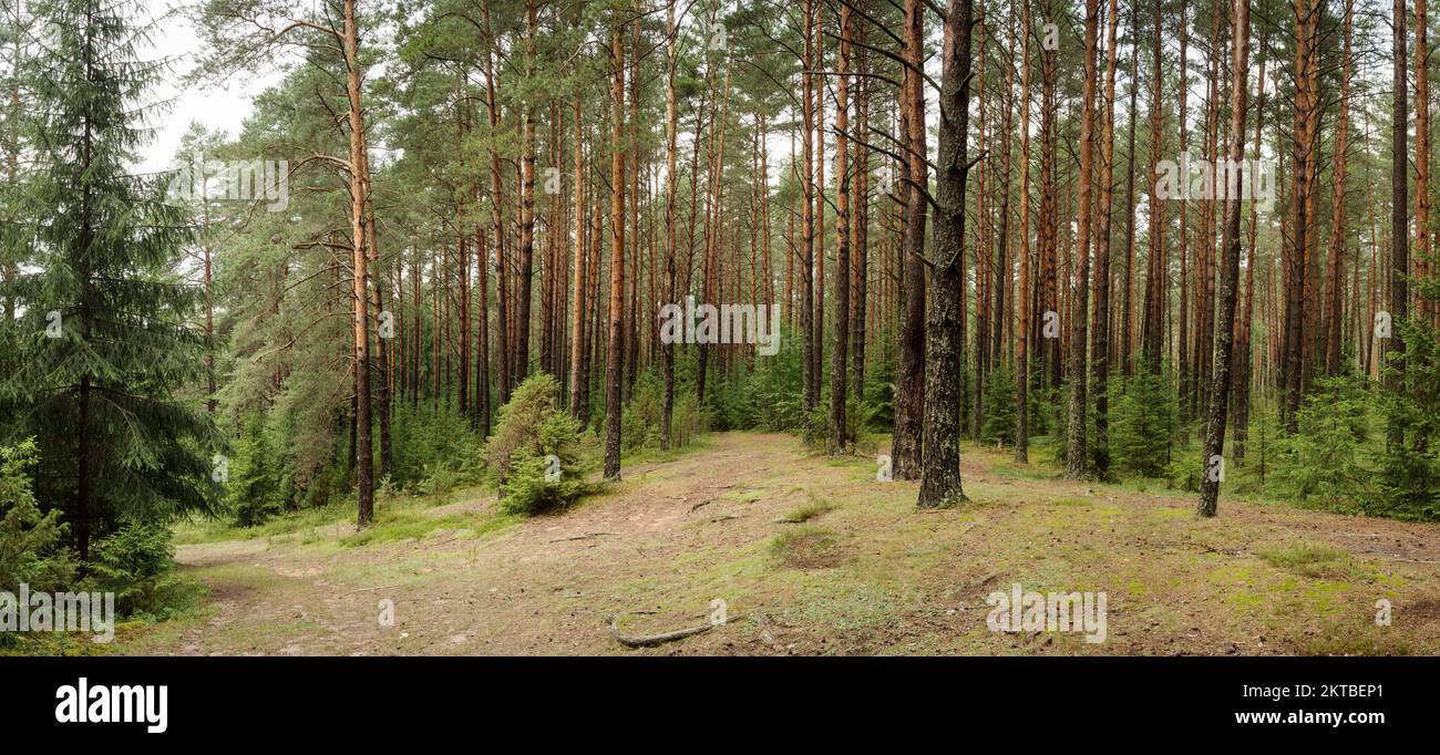 Even aged forest hi-res stock photography and images - Alamy