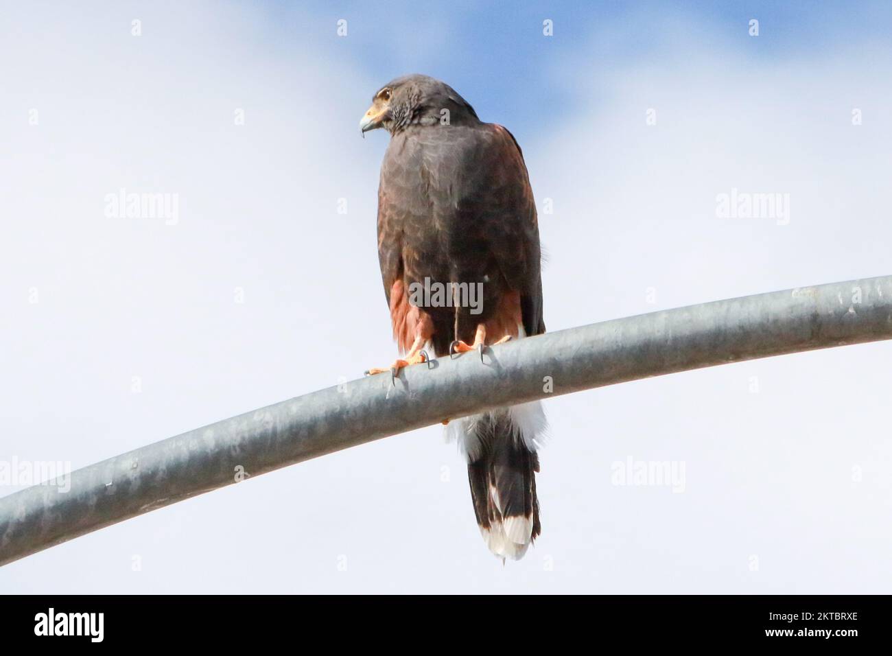 Curved talons hi-res stock photography and images - Alamy
