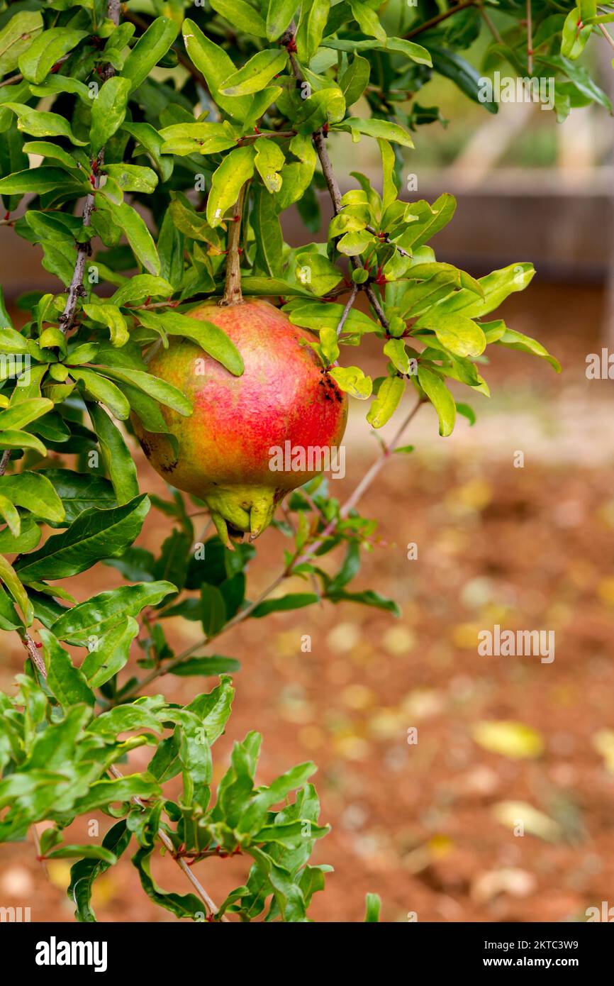 Pomegranate fruit red color, ripe Stock Photo - Alamy