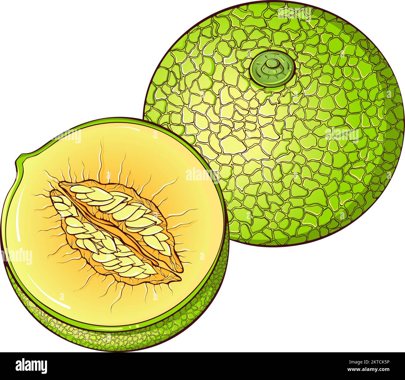 Two whole half green Stock Vector Images - Alamy