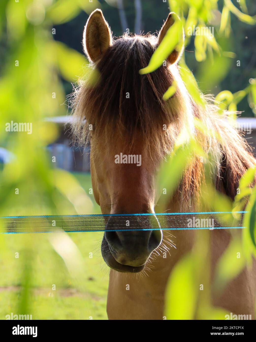 horse through the trees Stock Photo - Alamy