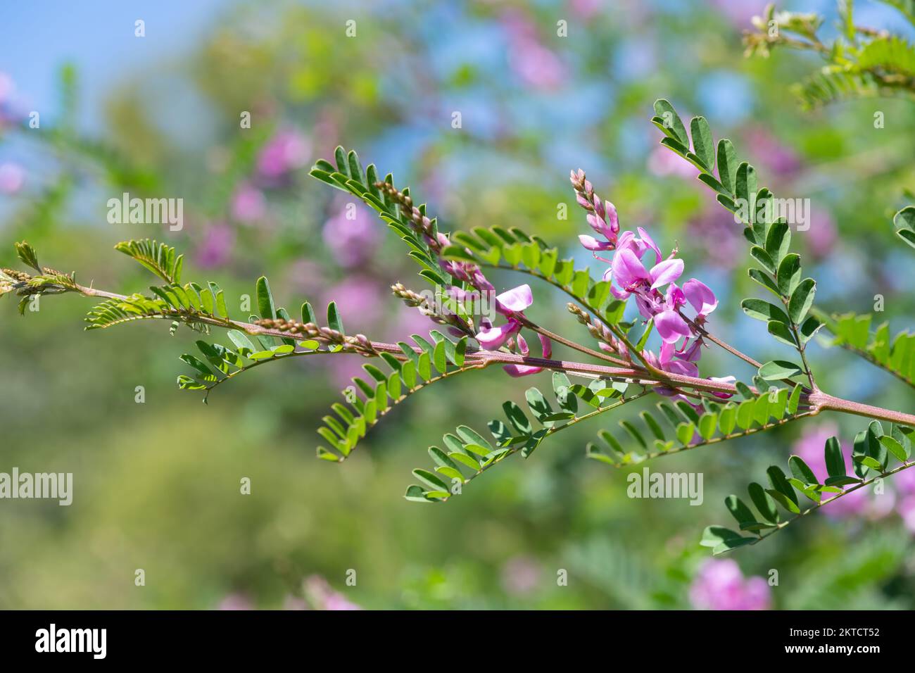 Close up of Himalayan indigo (indigofera himalayensis) flowers in bloom ...