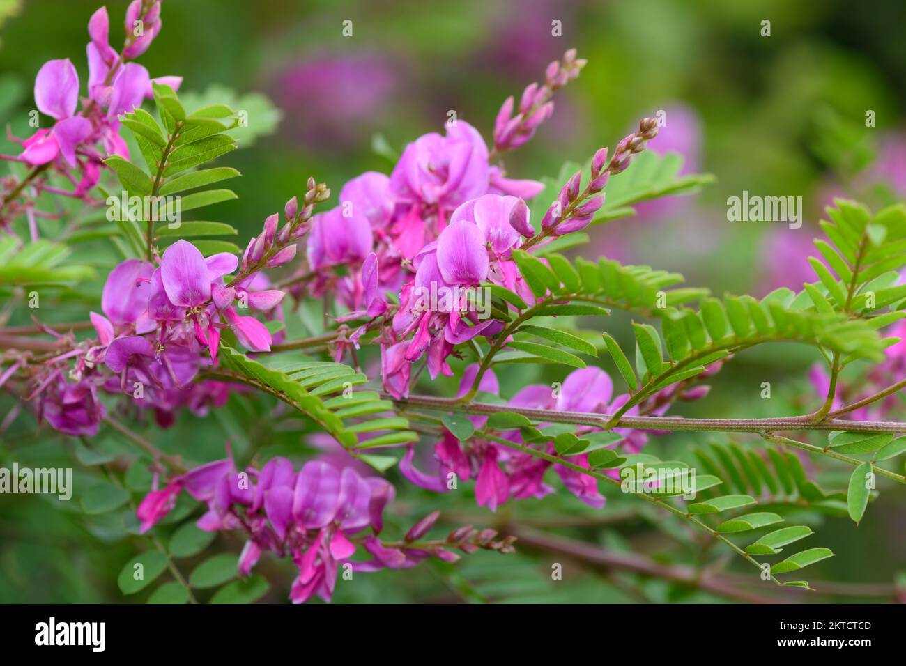 Close up of Himalayan indigo (indigofera himalayensis) flowers in bloom ...