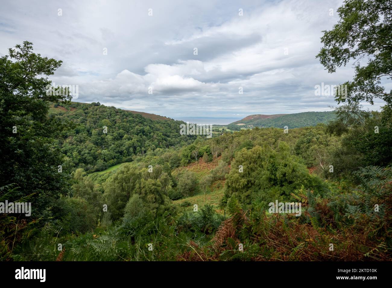 Landscape photo of Horner woods in Exmoor National Park Stock Photo - Alamy