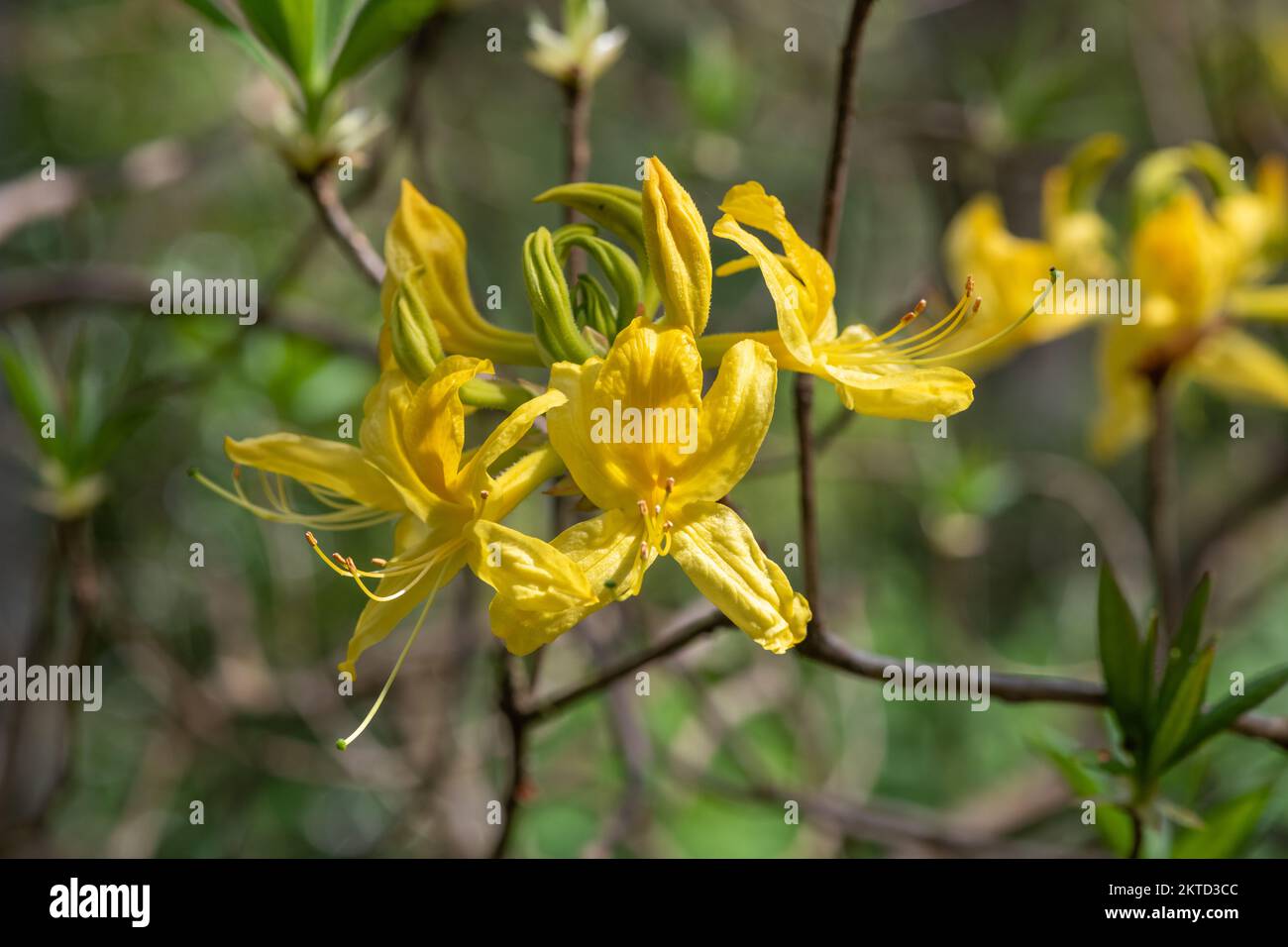 Close up of yellow azalea (rhododendron luteum) flowers in bloom Stock ...