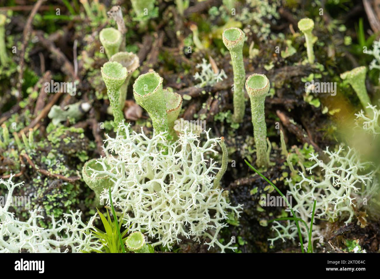 Close-up of lichen species Cladonia fimbriata (shaped like pixie cups ...