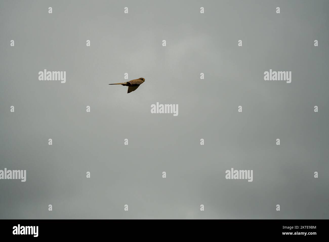 Close up raptor bird hi-res stock photography and images - Alamy