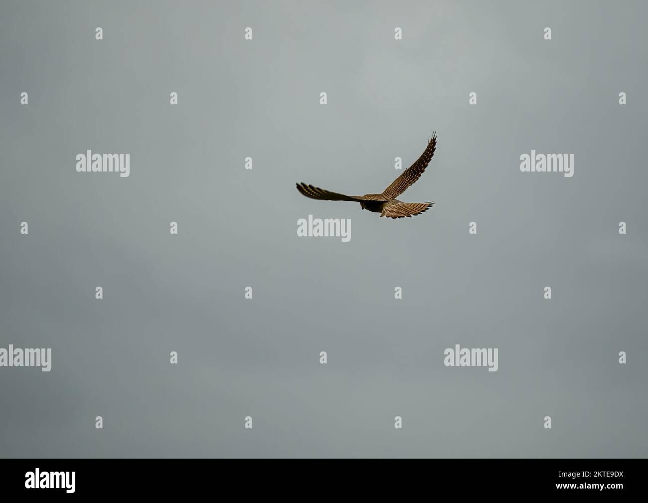 detailed close up of a kestrel (Falco tinnunculus) bird raptor hovering ...