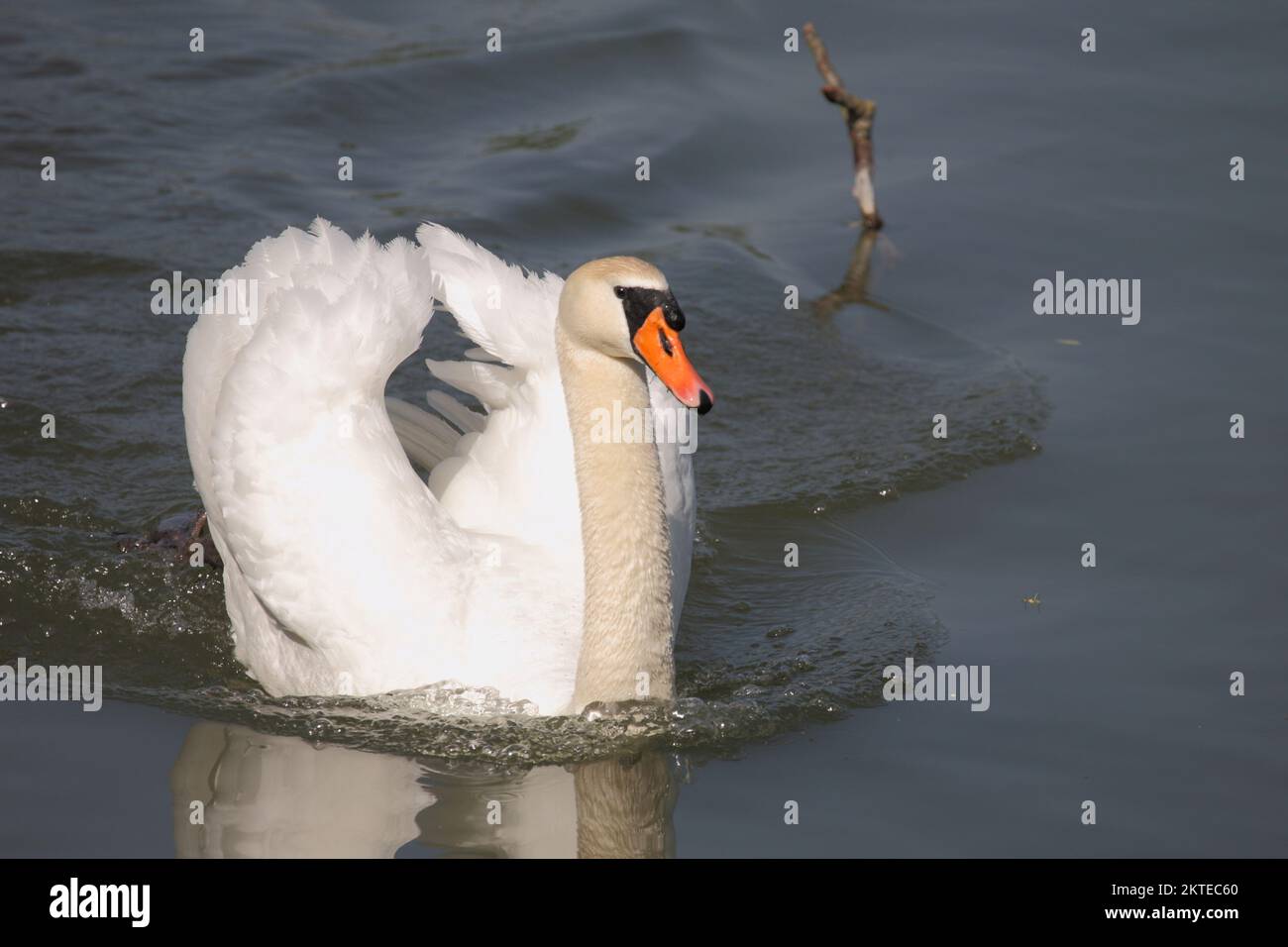Höckerschwan / Mute swan / Cygnus olor Stock Photo - Alamy