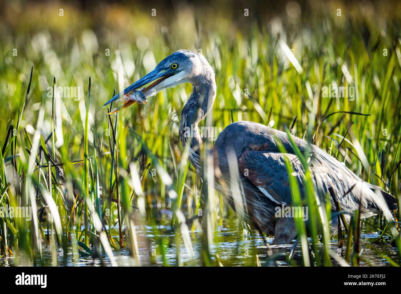 Great blue heron hunting for fishes Stock Photo - Alamy