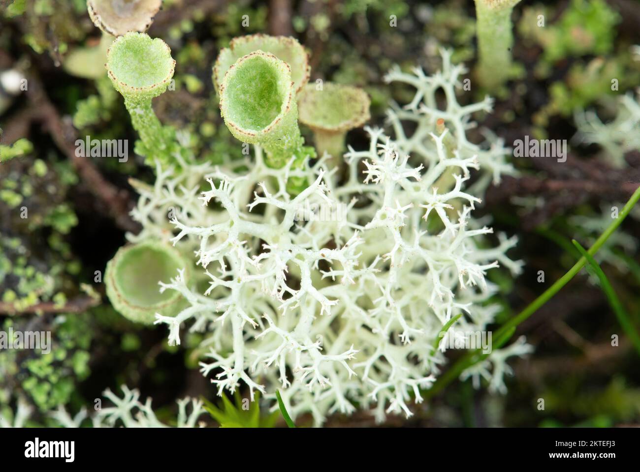 Cladonia fimbriata hi-res stock photography and images - Alamy