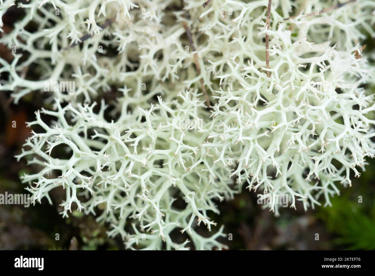 Cladonia portentosa lichen, also called reindeer lichen, on Surrey ...