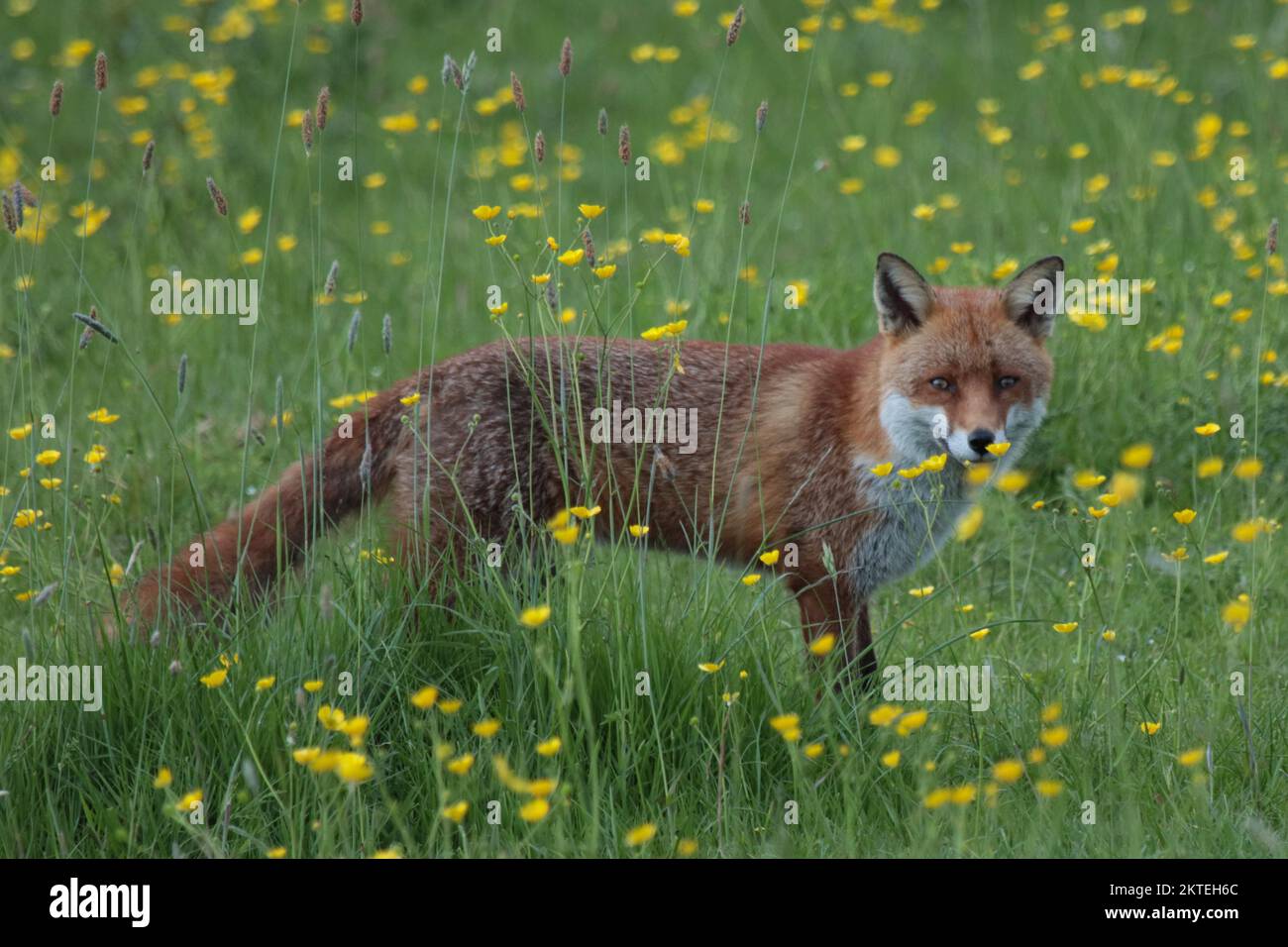 Fox hunt close hi-res stock photography and images - Alamy
