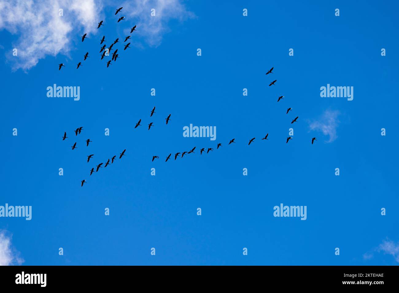 Flock of Canada goose flying in formation for the autumn migration ...