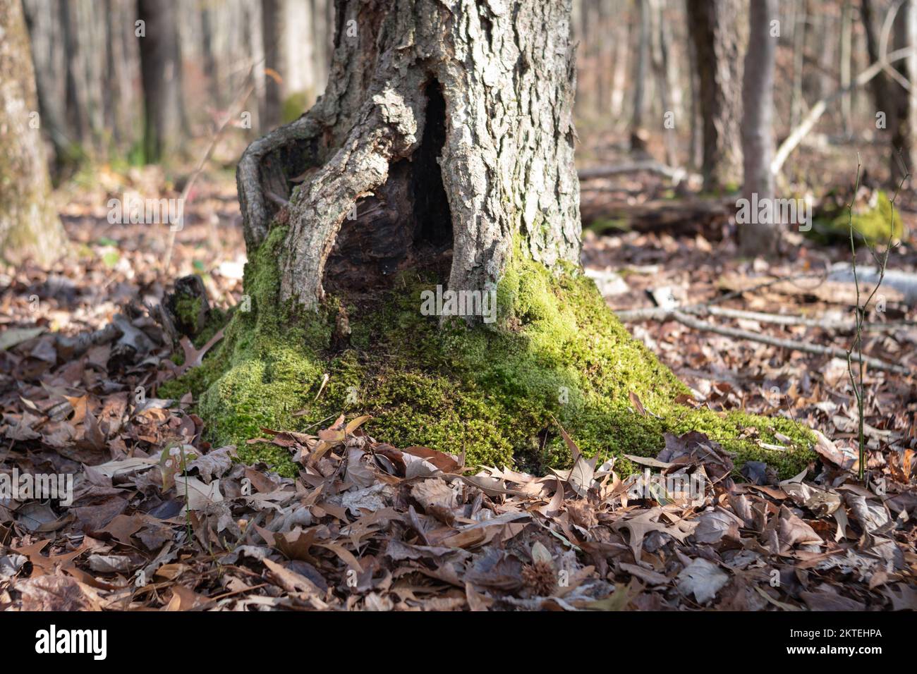 Swamp trunk tree hi-res stock photography and images - Alamy