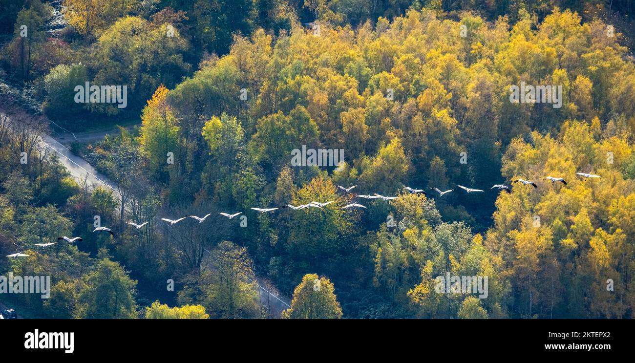 Aerial view, cranes flying over a forest in autumn colors ...