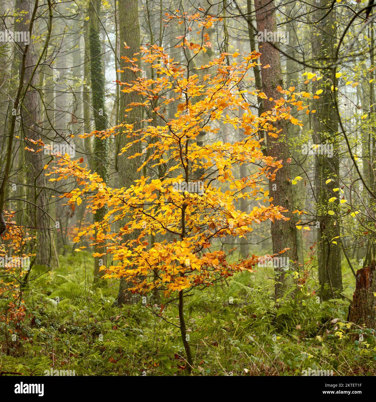 Beech tree in foresty hi-res stock photography and images - Alamy