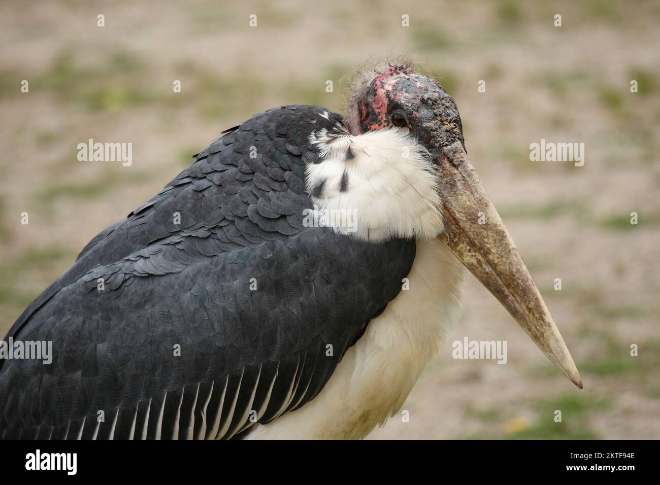 Marabou storch hi-res stock photography and images - Alamy
