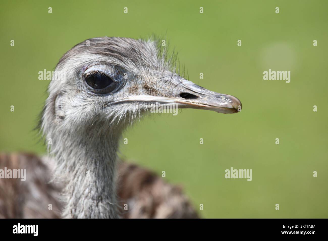 Großer Nandu / Greater rhea / Rhea americana Stock Photo - Alamy