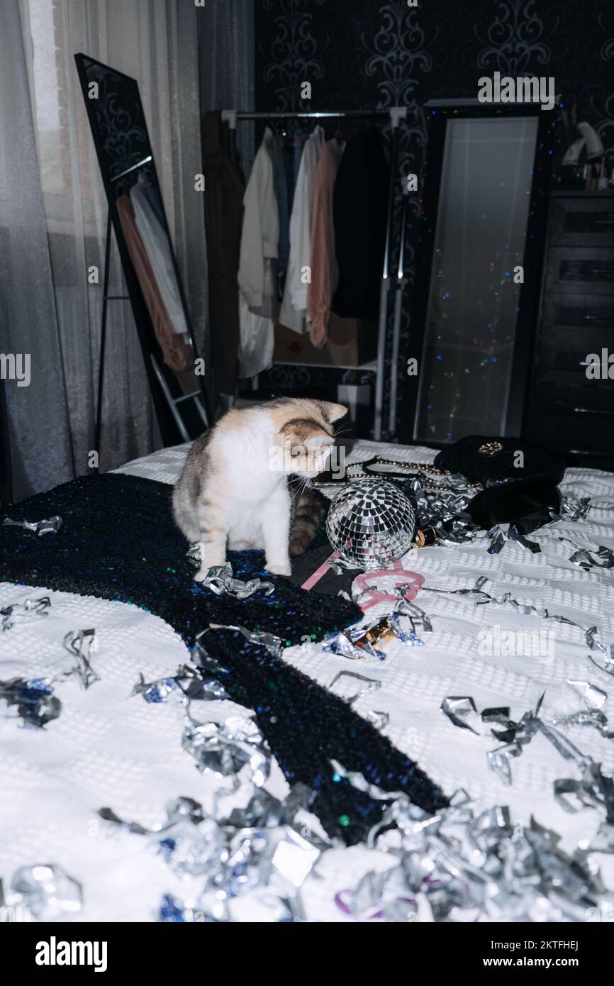 Confetti fun. Cute cat playing with disco ball glitter confetti on home ...
