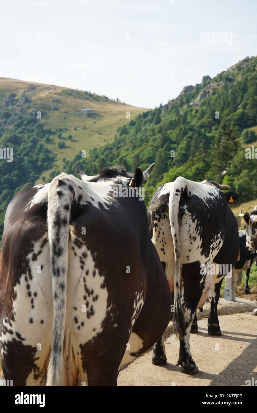 Cows Alsace France Stock Photo - Alamy