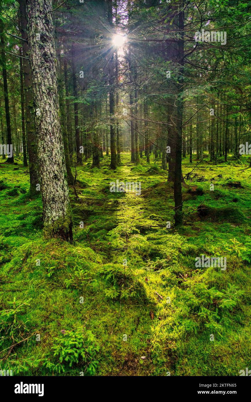 Scenic forest of fresh green deciduous trees framed by leaves, with the ...