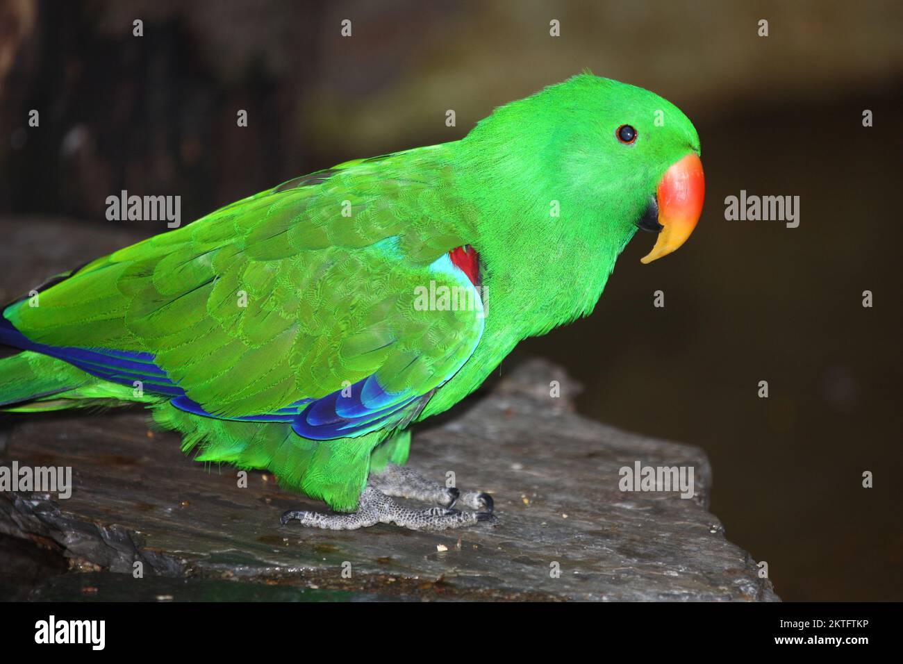 Edelpapagei / Eclectus parrot / Eclectus roratus Stock Photo - Alamy