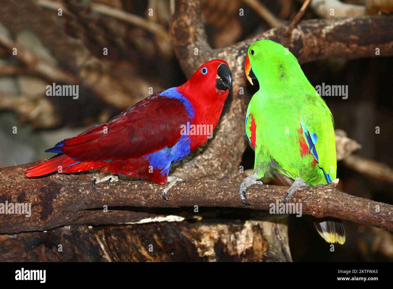 Edelpapagei / Eclectus parrot / Eclectus roratus Stock Photo - Alamy
