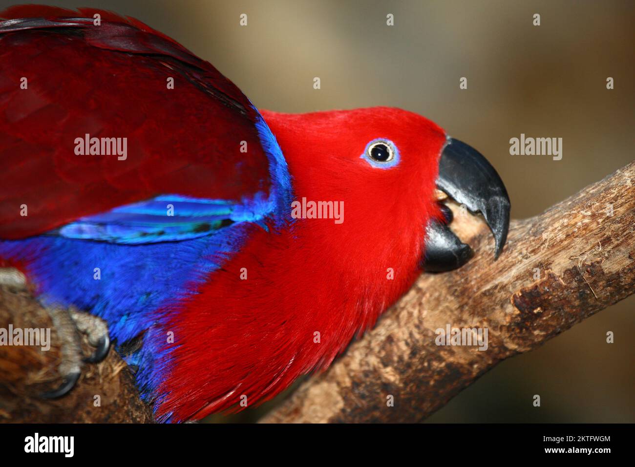 Edelpapagei / Eclectus parrot / Eclectus roratus Stock Photo - Alamy