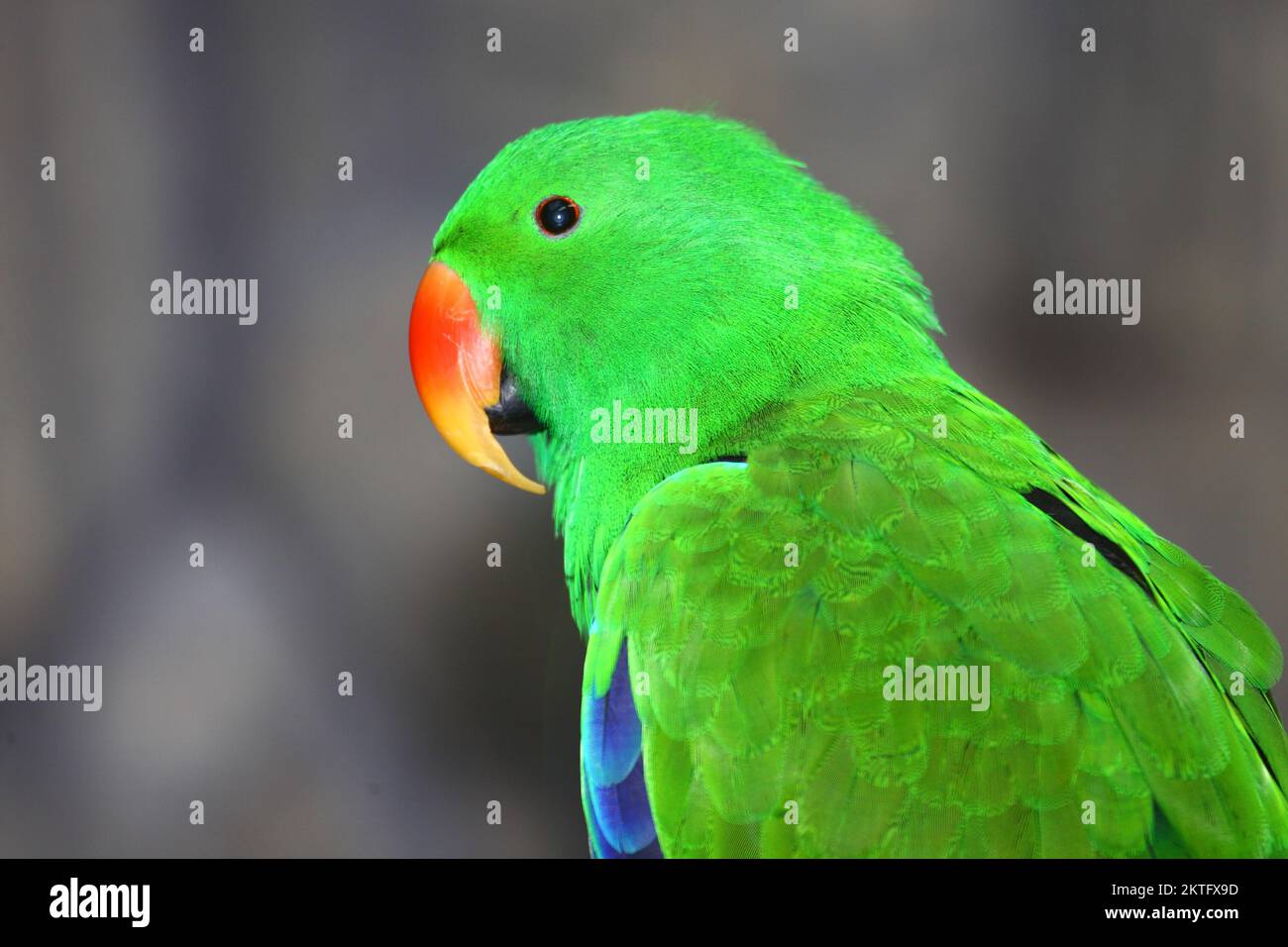 Edelpapagei / Eclectus parrot / Eclectus roratus Stock Photo - Alamy
