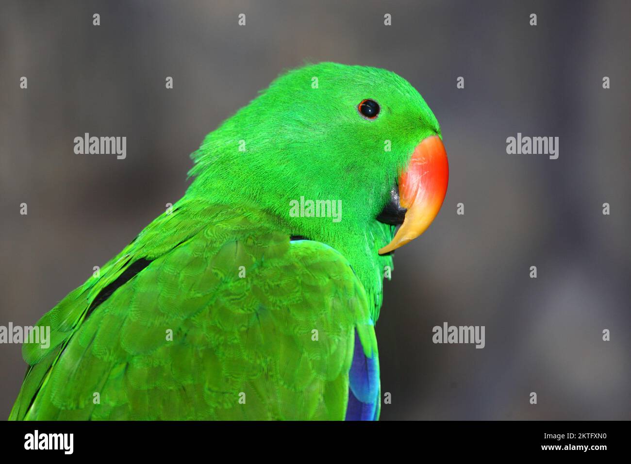 Edelpapagei / Eclectus parrot / Eclectus roratus Stock Photo - Alamy