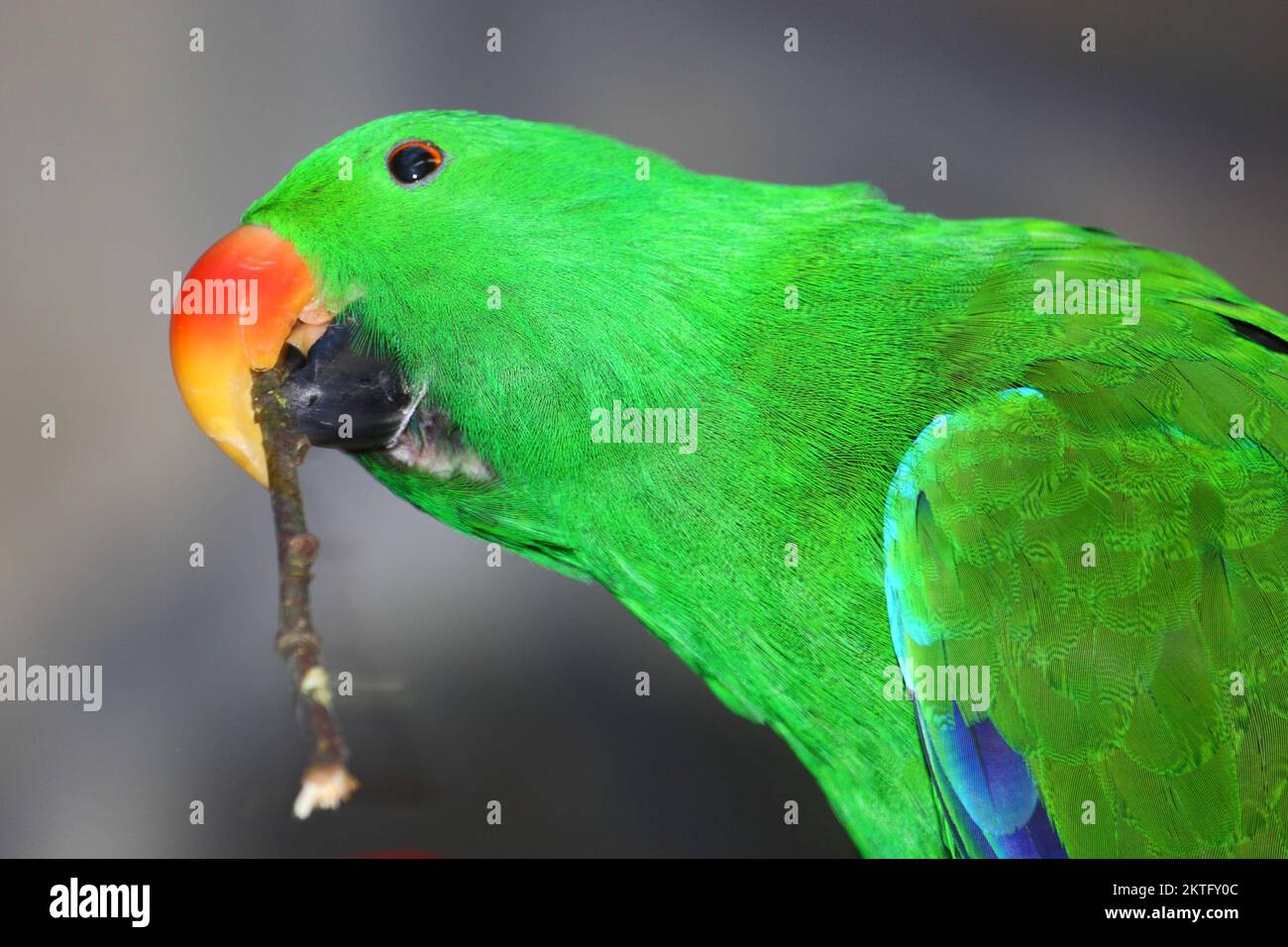 Edelpapagei / Eclectus parrot / Eclectus roratus Stock Photo - Alamy