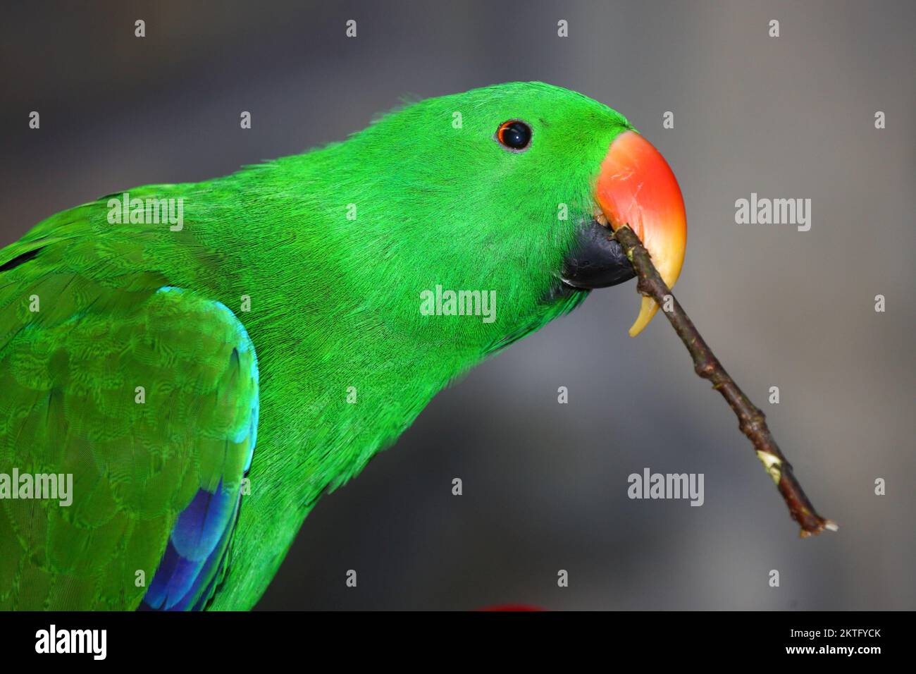 Edelpapagei / Eclectus parrot / Eclectus roratus Stock Photo - Alamy