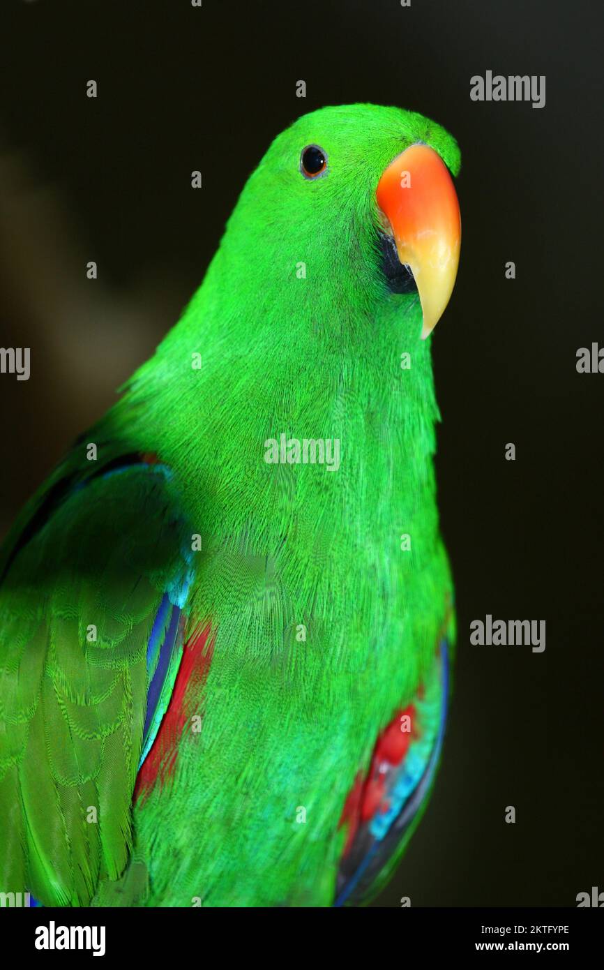Edelpapagei / Eclectus parrot / Eclectus roratus Stock Photo - Alamy