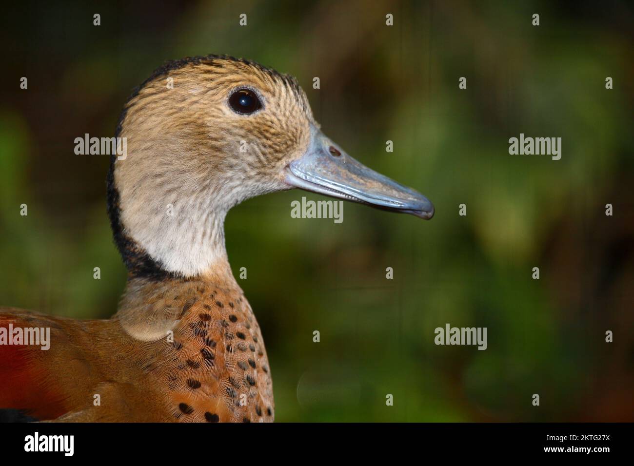 Rotschulterente / Ringed teal / Callonetta leucophrys Stock Photo - Alamy