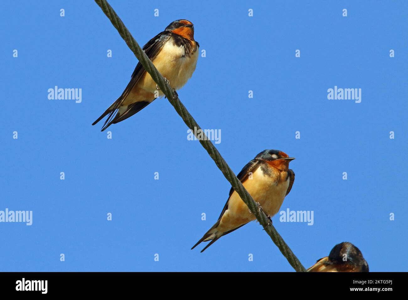 Barn swallows on a power line with a blue sky background Stock Photo ...