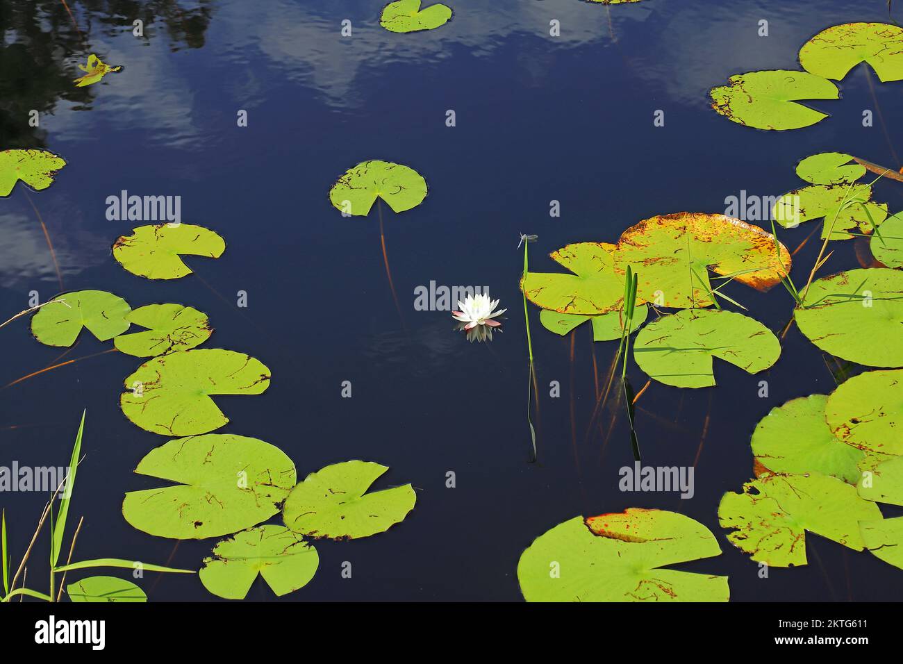 A single flower Stock Photo - Alamy