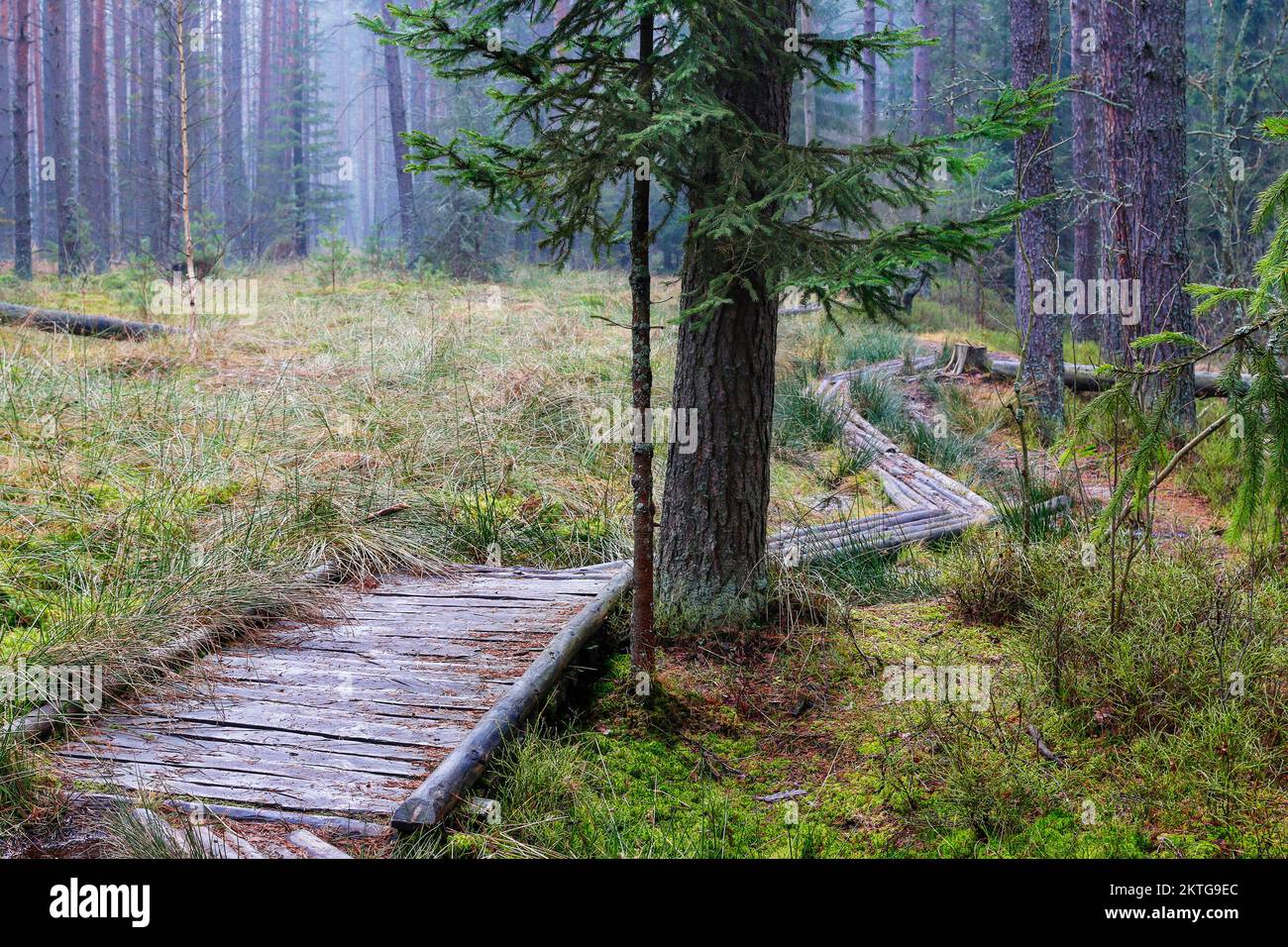 Wetland forest with green carpets of moss. Wooden bridge over the swamp ...