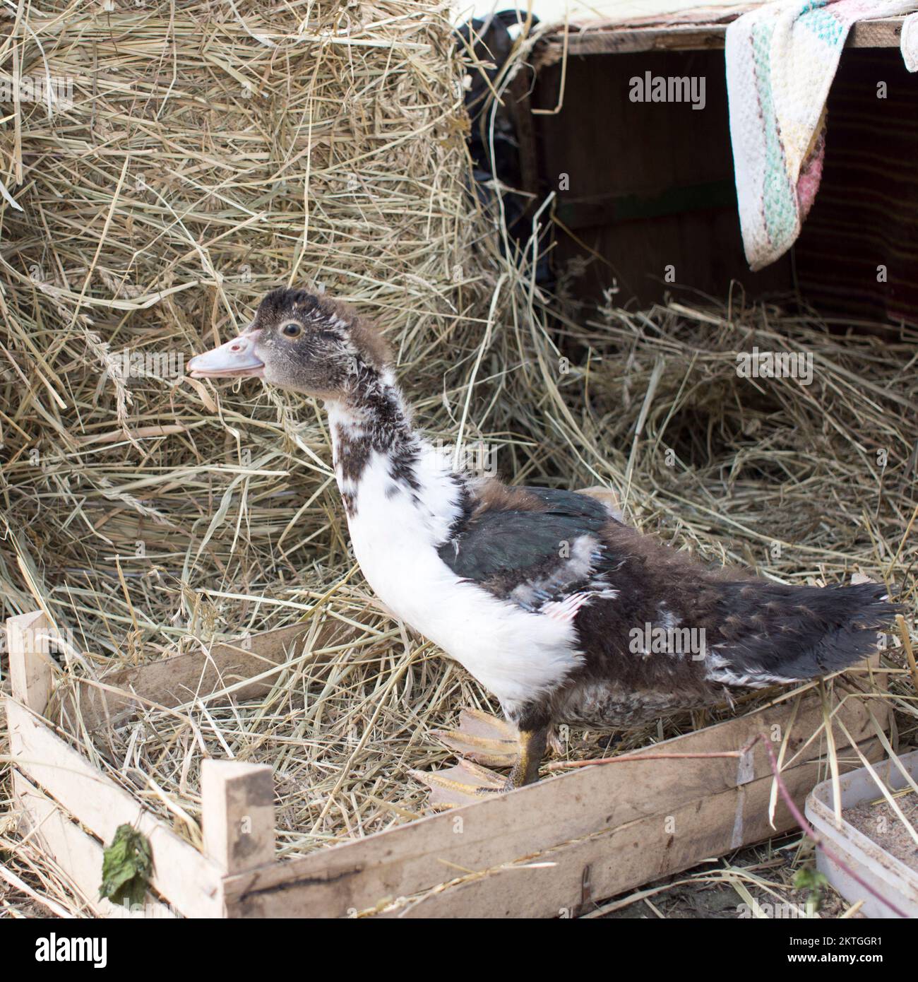 Duck broiler on a home farm Stock Photo - Alamy
