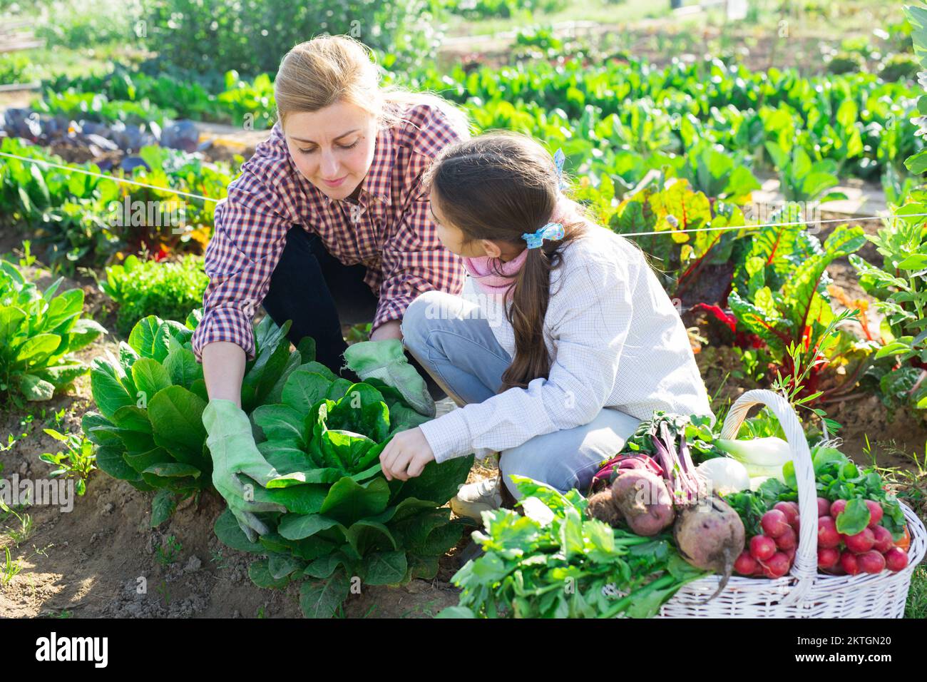 Young woman with a teenage girl hoeing spinach bushes in the vegetable ...