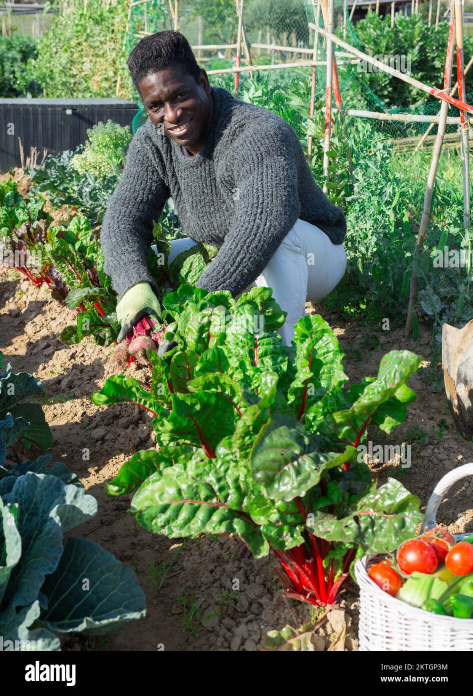 African american man harvests beets from a garden bed Stock Photo - Alamy