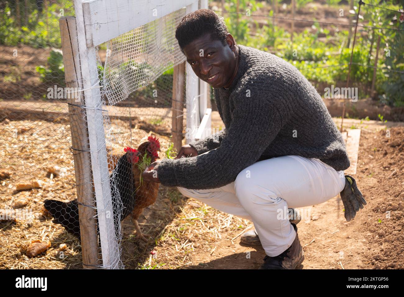 african farmer feeding hen Stock Photo - Alamy