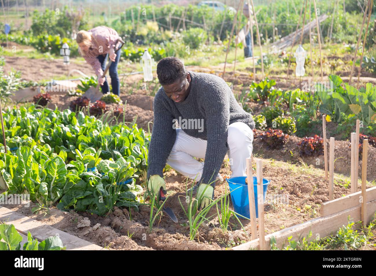 man farmer with scoop caring for plants Stock Photo - Alamy