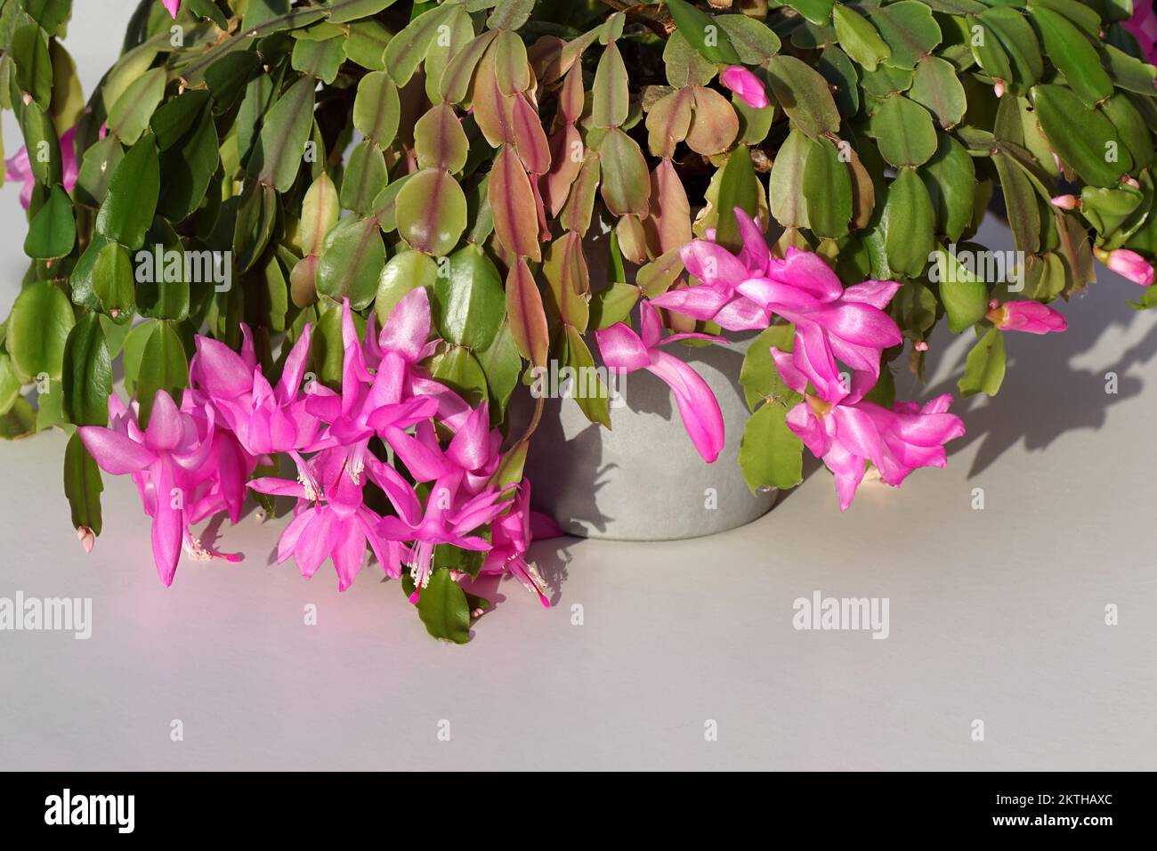 Closeup of the pink flowering false Christmas cactus, Schlumbergera ...