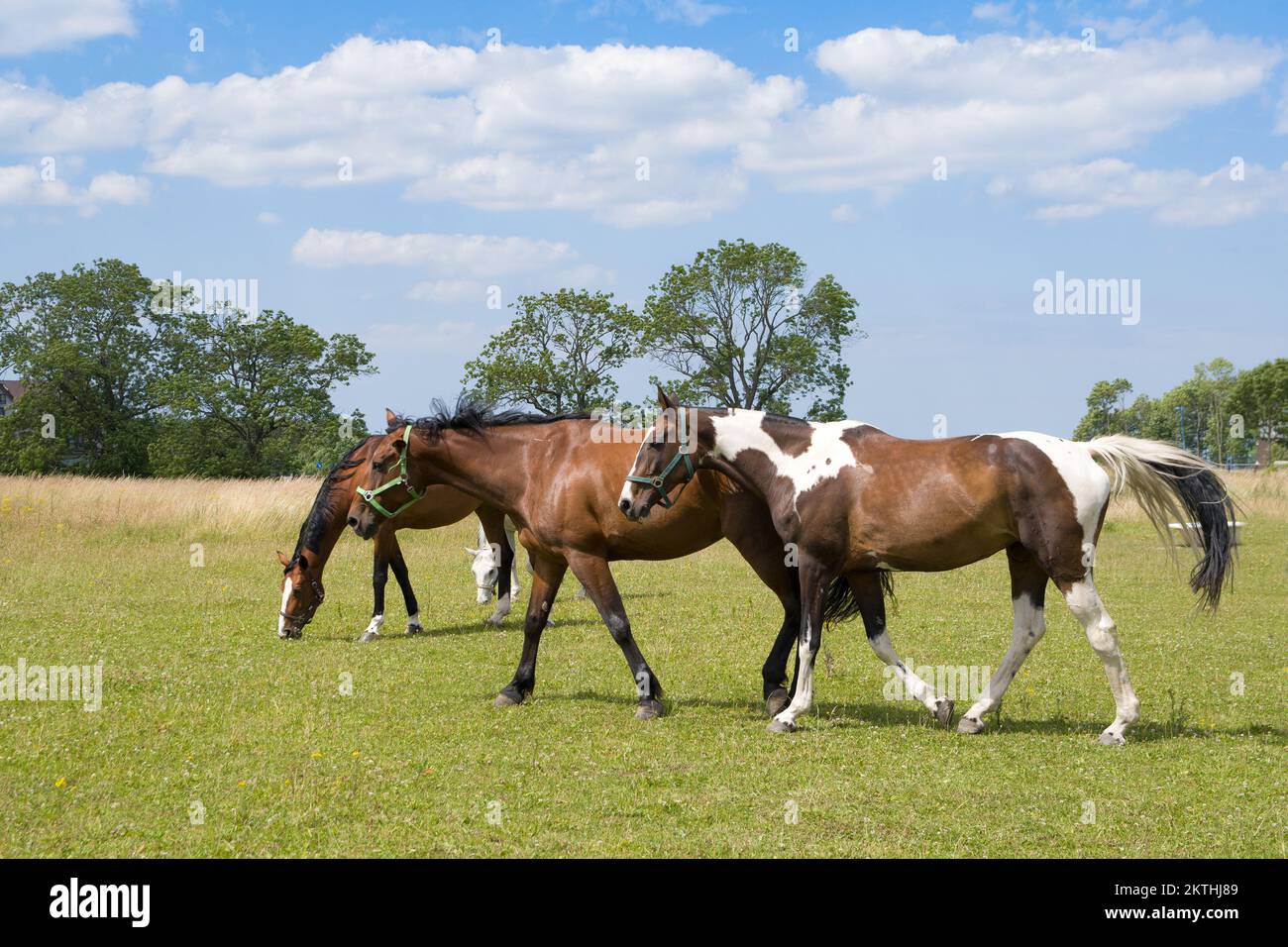 Portrait of beautiful white horse on ranch Stock Photo - Alamy