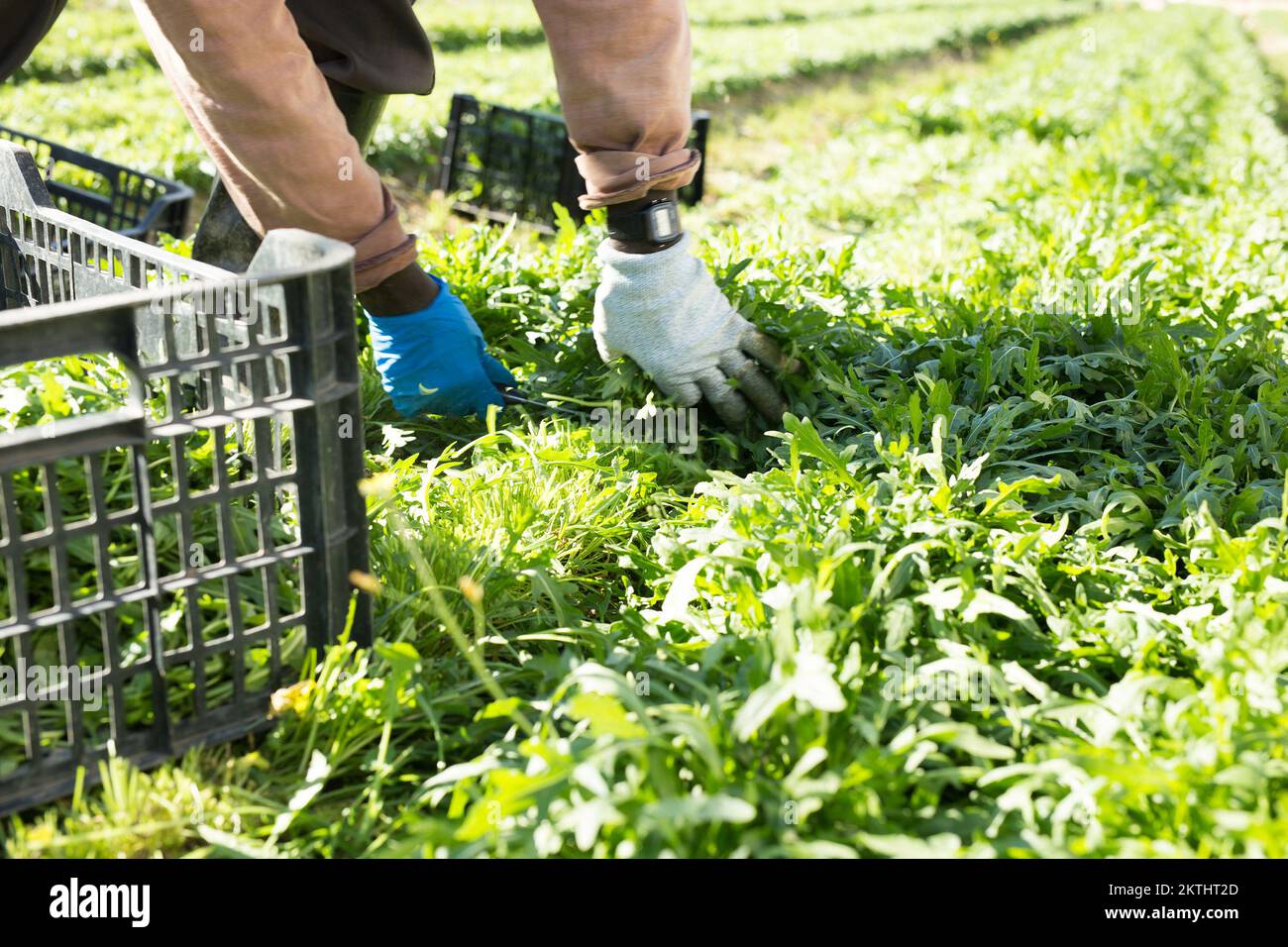Rows of arugula in garden outdoor, hands of gardener Stock Photo - Alamy