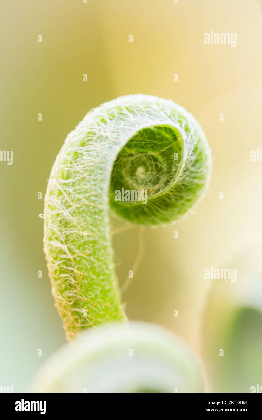 Tight curl of a young fern leaf growing within a Somerset woodland at ...