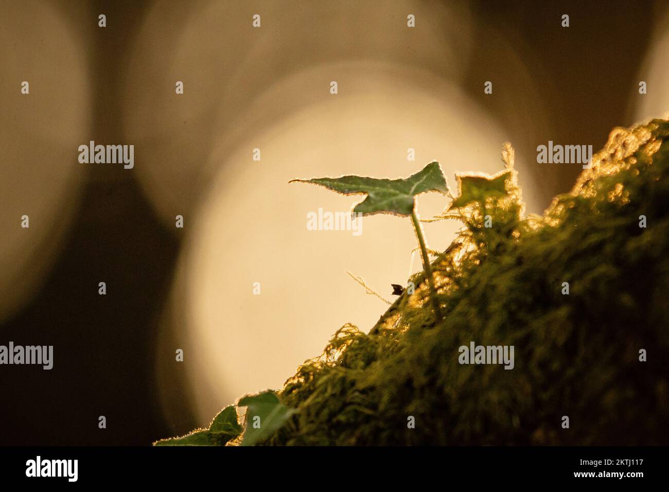 The sun sets behind the ivy leaf growing on a moss covered tree in the ...