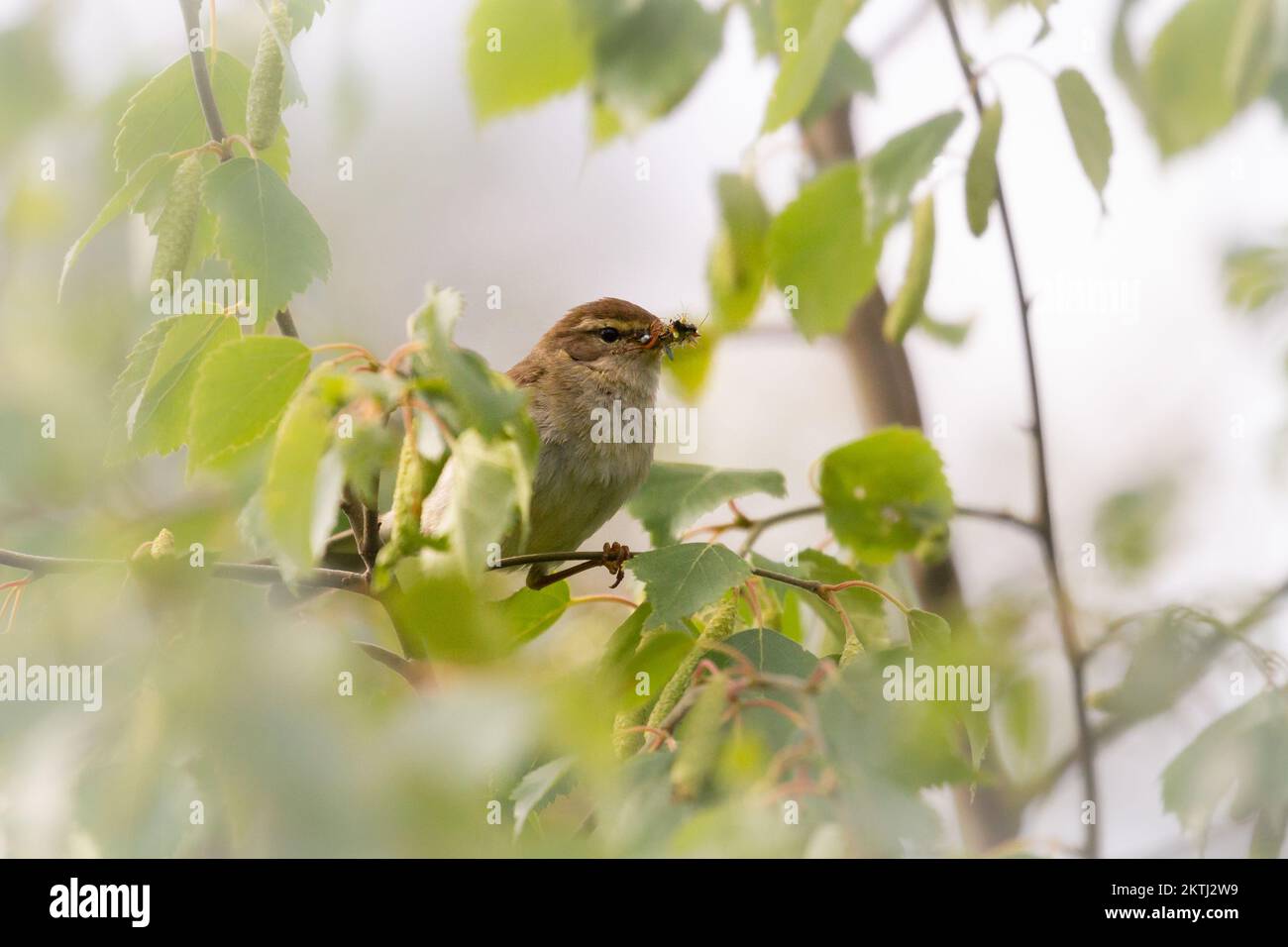 Image of a little chiffchaff (Phylloscopus collybita) pausing in a tree ...