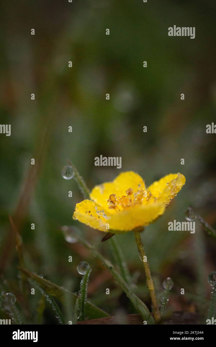 Dew covered tormentil flower (Potentilla erecta) growing in the ...